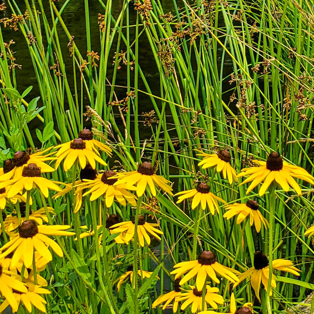 NEORSD Woodland Central Green Infrastructure – Coldwater Consulting LLC